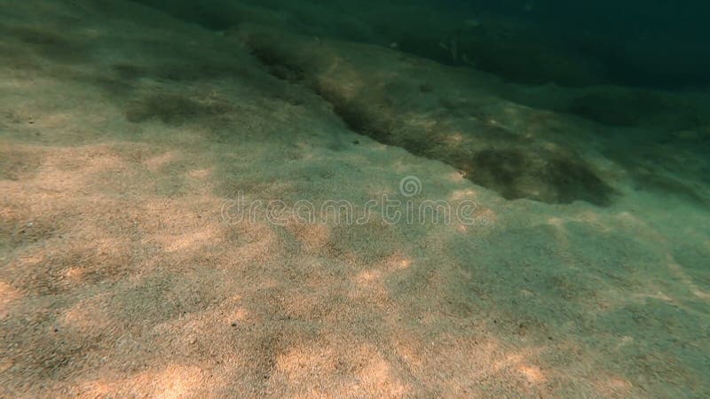 Scuba diving underwater 4k stock video. Video of light - 203978967