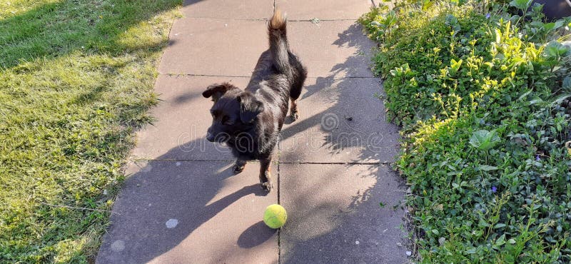 Scubby play Ball stock image. Image of flower, ball - 187532445