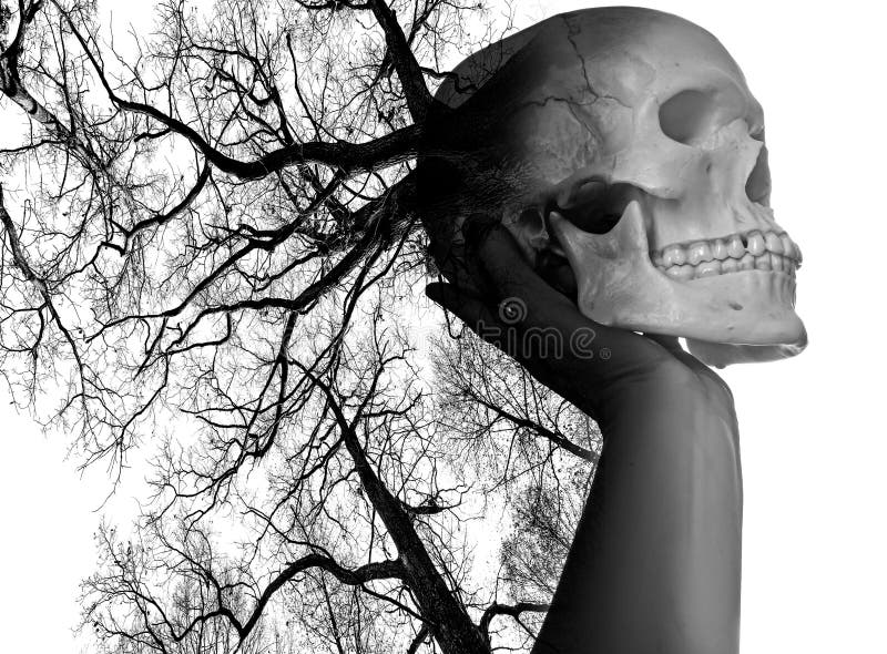 225 Scull Anatomy Stock Photos - Free & Royalty-Free Stock Photos from ...
