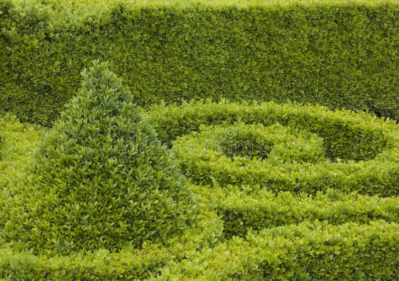 Sculpted Boxwood stock image. Image of garden, hedge, boxwood - 6723967