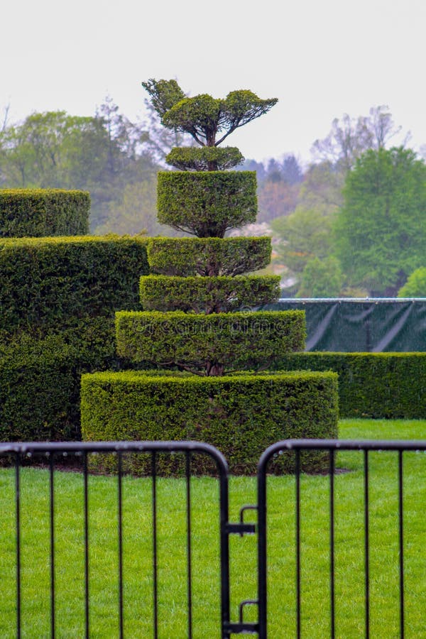 Sculpted Hedges Create a Serene Landscape in a Garden Park Setting ...