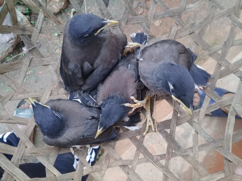 Sculpture bird ruppi stock photo. Image of wing, beak - 224583078