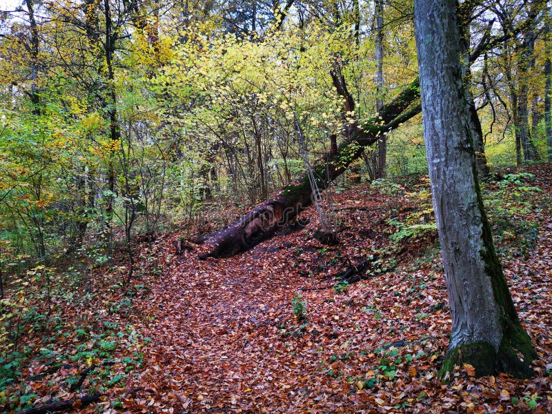 The Sculpture Inside a Tree Trunk Stock Photo - Image of leaf ...