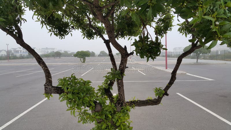 Tree shapes stock photo. Image of sculptured, road, plant - 103643526