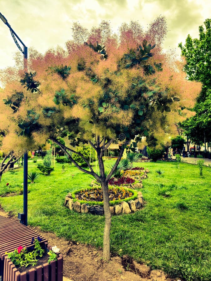 Scumpia Wig Tree Leather Young Lady Stock Image - Image of scumpia ...