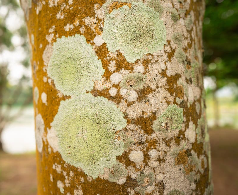 Scurf of tree stock image. Image of blight, fungus, phytopathy - 125163591