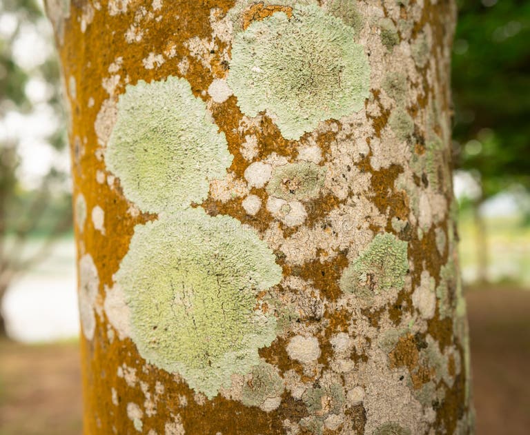 Scurf of tree stock image. Image of blight, fungus, phytopathy - 125163591