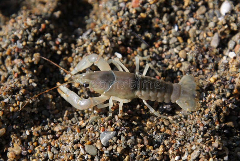 Scurrying Crayfish stock image. Image of nature, crustacean - 11975225