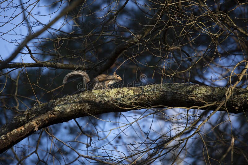 Scurrying Eastern Gray Squirrel Stock Image - Image of ecology, biology ...