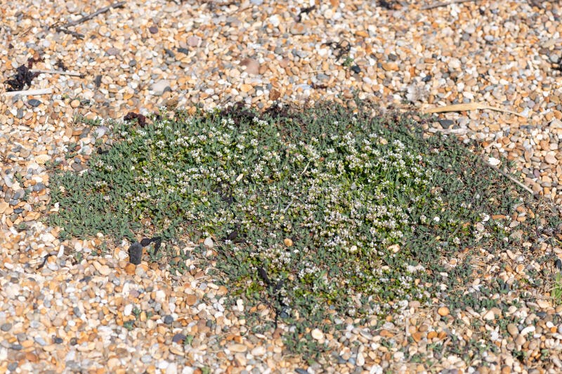 Scurvygrass (cochlearia Officinalis) Flowers Stock Image - Image of ...