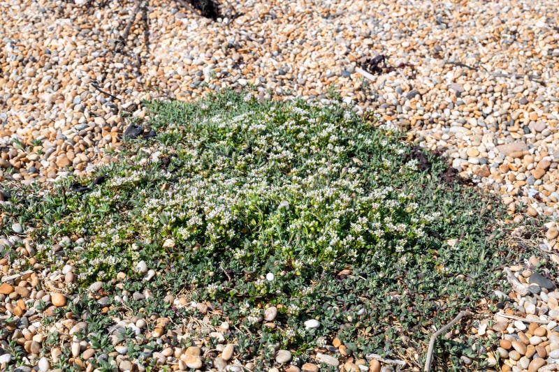 Scurvygrass (cochlearia Officinalis) Flowers Stock Image - Image of ...