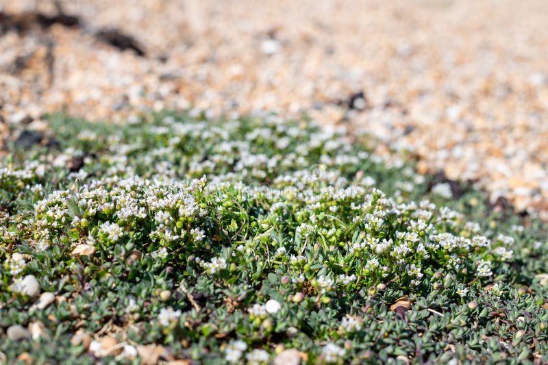 Scurvygrass (cochlearia Officinalis) Flowers Stock Image - Image of ...