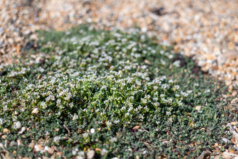 Scurvygrass (cochlearia Officinalis) Flowers Stock Photo - Image of ...