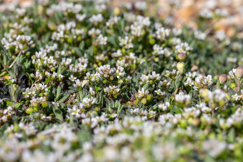 Scurvygrass (cochlearia Officinalis) Flowers Stock Image - Image of ...