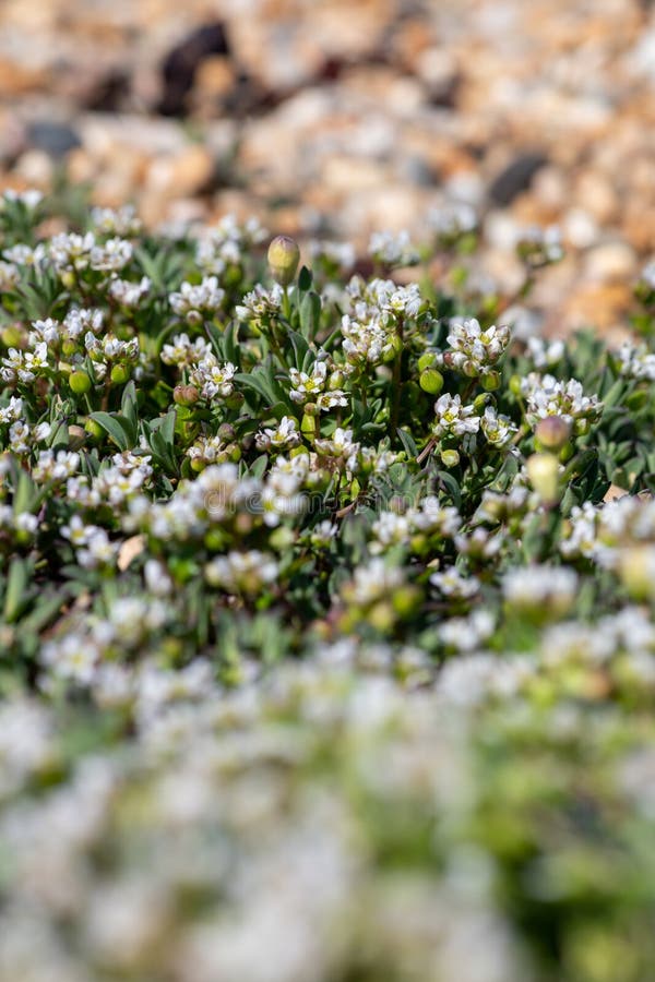 Scurvygrass (cochlearia Officinalis) Flowers Stock Image - Image of ...