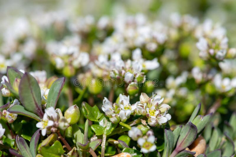 Scurvygrass (cochlearia Officinalis) Flowers Stock Photo - Image of ...