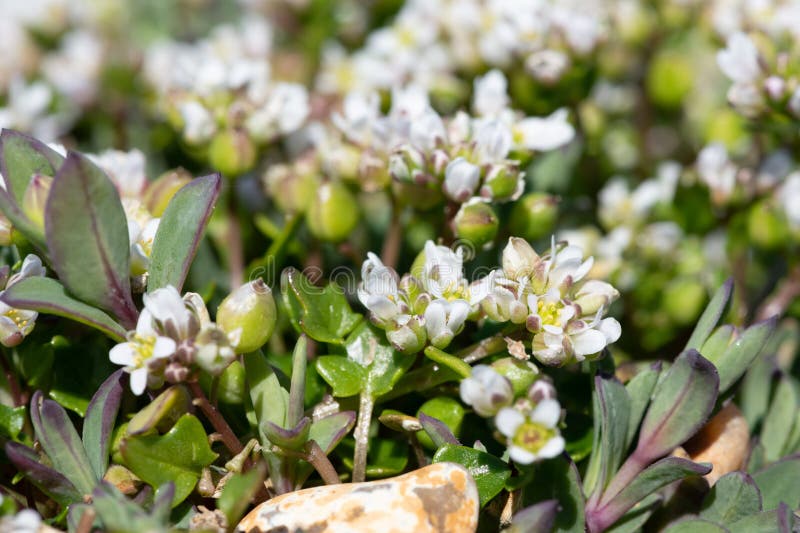 Scurvygrass (cochlearia Officinalis) Flowers Stock Image - Image of ...
