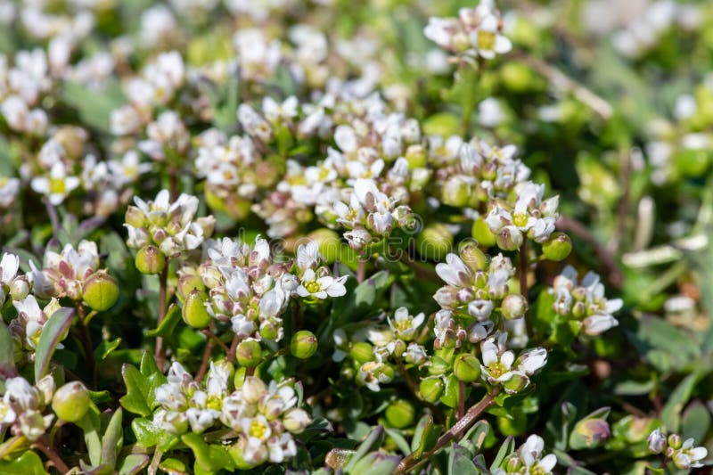 Scurvygrass (cochlearia Officinalis) Flowers Stock Image - Image of ...
