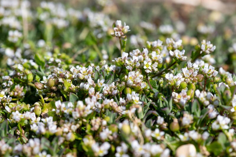 Scurvygrass (cochlearia Officinalis) Flowers Stock Image - Image of ...