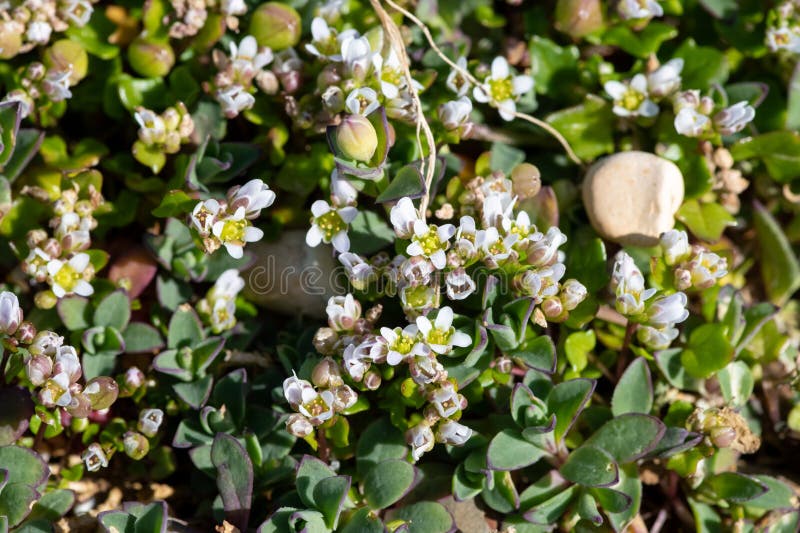 Scurvygrass (cochlearia Officinalis) Flowers Stock Image - Image of ...