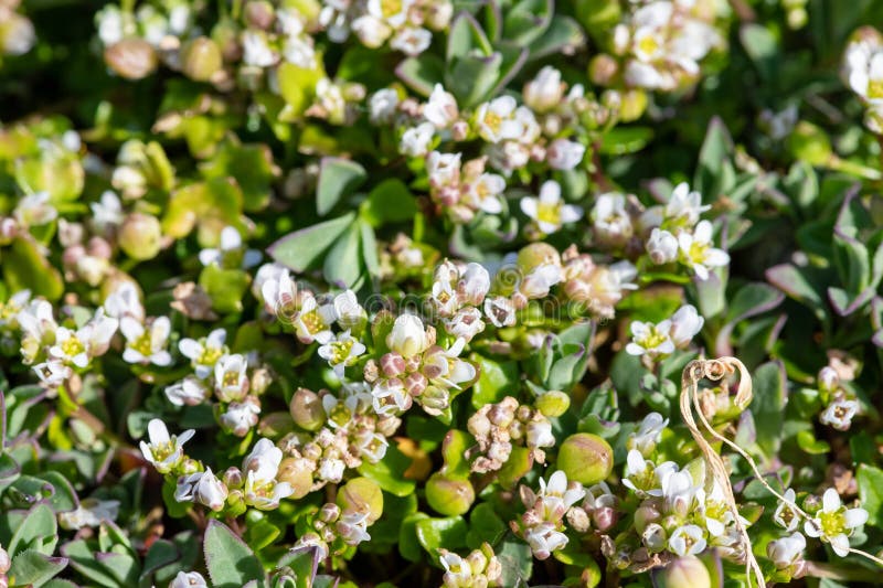 Scurvygrass (cochlearia Officinalis) Flowers Stock Photo - Image of ...