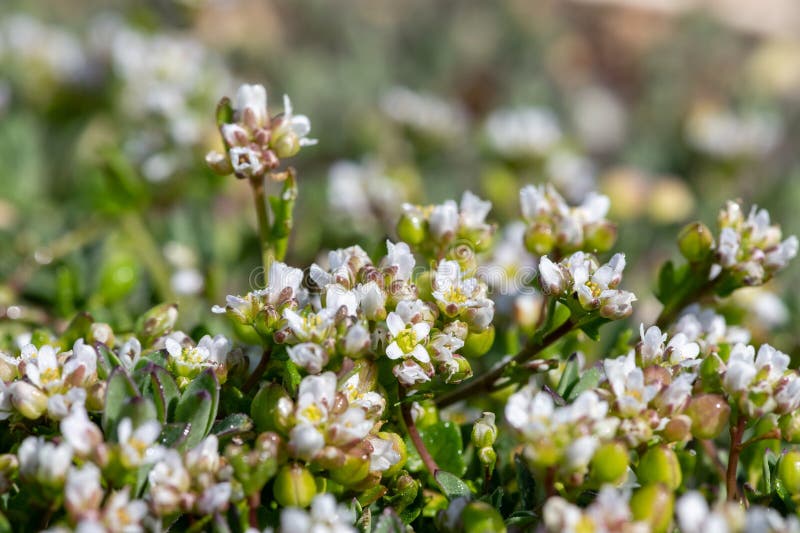 Scurvygrass (cochlearia Officinalis) Flowers Stock Photo - Image of ...