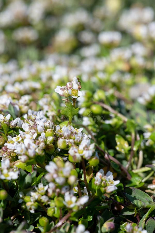 Scurvygrass (cochlearia Officinalis) Flowers Stock Photo - Image of ...