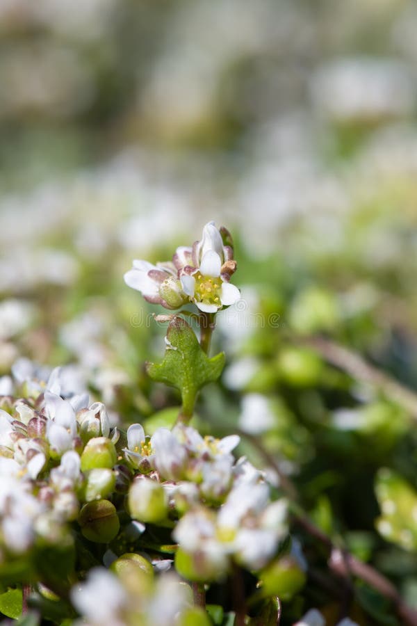 Scurvygrass (cochlearia Officinalis) Flowers Stock Photo - Image of ...