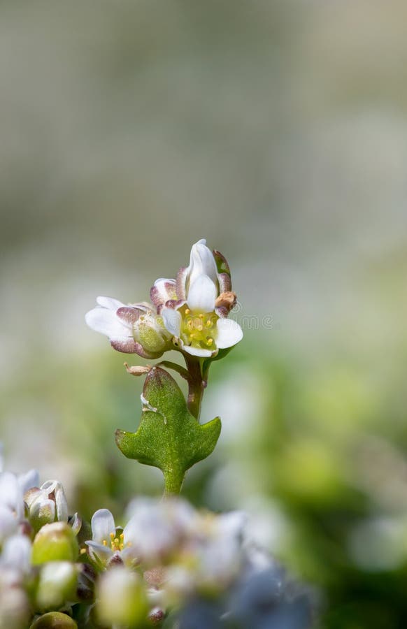 Scurvygrass (cochlearia Officinalis) Flowers Stock Image - Image of ...
