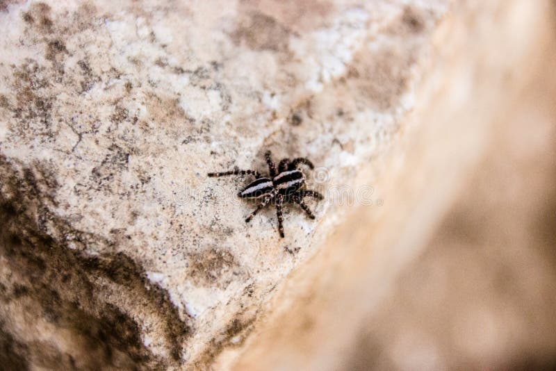 Scute Little Spider Close Up Stock Photo - Image of fang, cute: 162604516