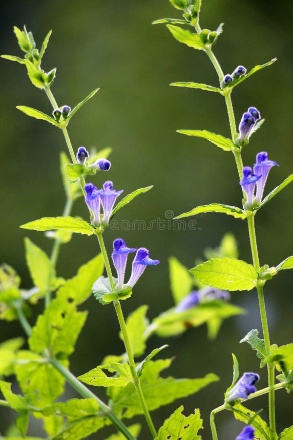 Scutellaria Galericulata Grows in the Wild Stock Photo - Image of plant ...