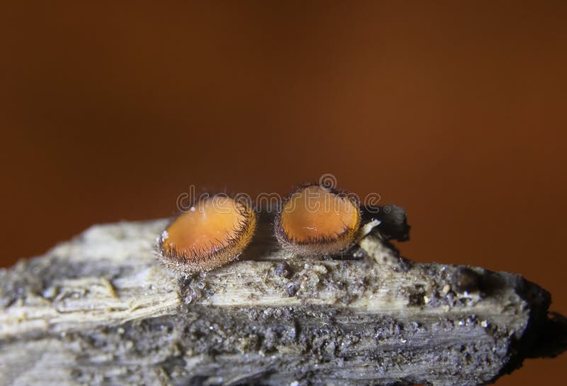 Scutellinia Scutellata, Commonly Known As the Eyelash Pixie Cup, the Molly Eye-winker, Stock ...