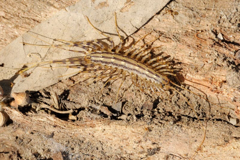 Scutigera on the bark stock photo. Image of scutigera - 83414986