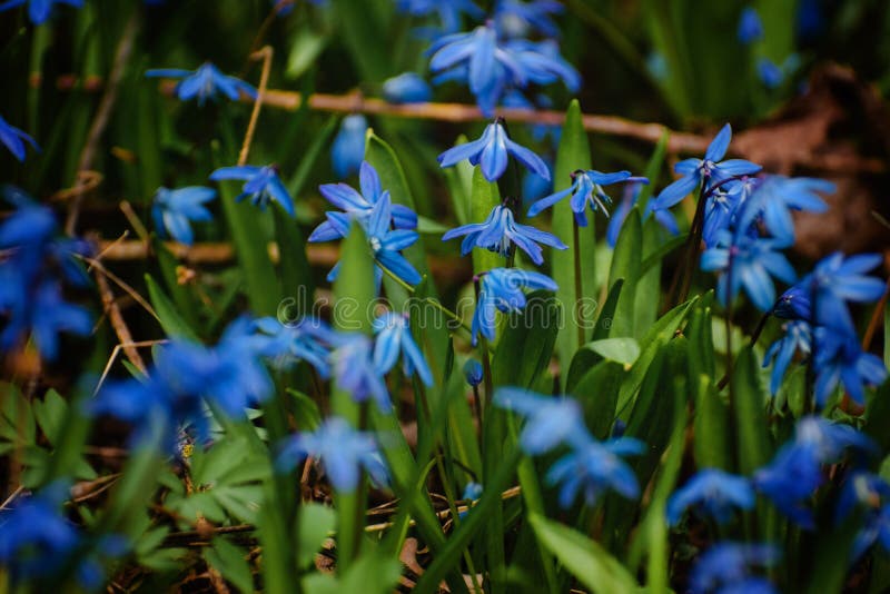 Scylla Flower in the Spring Forest Stock Image - Image of petal ...