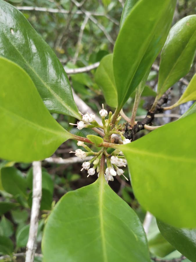 Hydrophyllacea Stock Photos - Free & Royalty-Free Stock Photos from ...