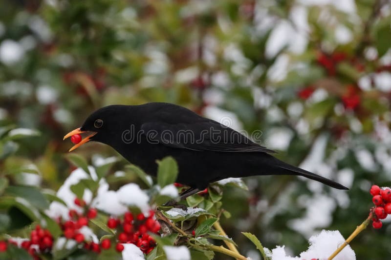Scythe with fruit stock photo. Image of wing, flower - 300872198