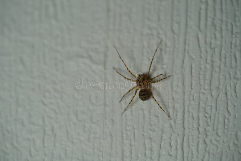 Scytodes Univittata Spider Walking on a White Wall Stock Photo - Image ...