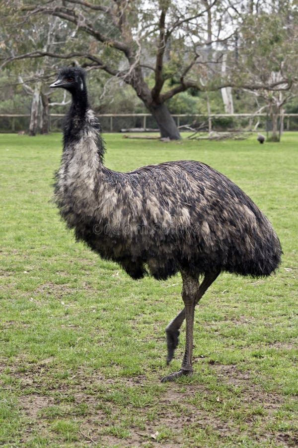 An Australian emu stock image. Image of long, australia - 117689549