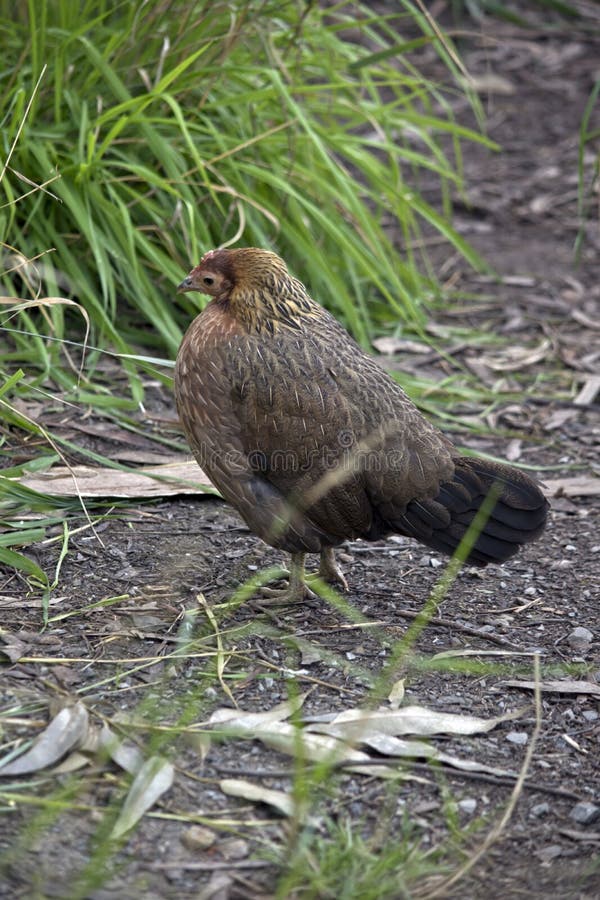 Side view chicken stock image. Image of wandering, australia - 118695735
