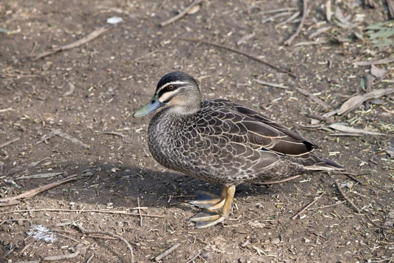Pacific black duck stock image. Image of eyes, brown - 118696543