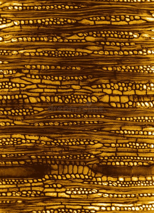Seção De Madeira Microscópica Foto de Stock - Imagem de macro, orgânico ...