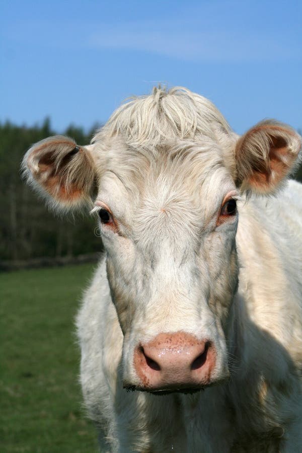 MOO De La Vaca Imagen. Imagen: 3330790