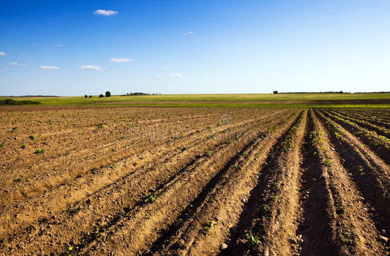 Campo Arado, Cereales Sembrados Imagen de archivo - Imagen de campo ...