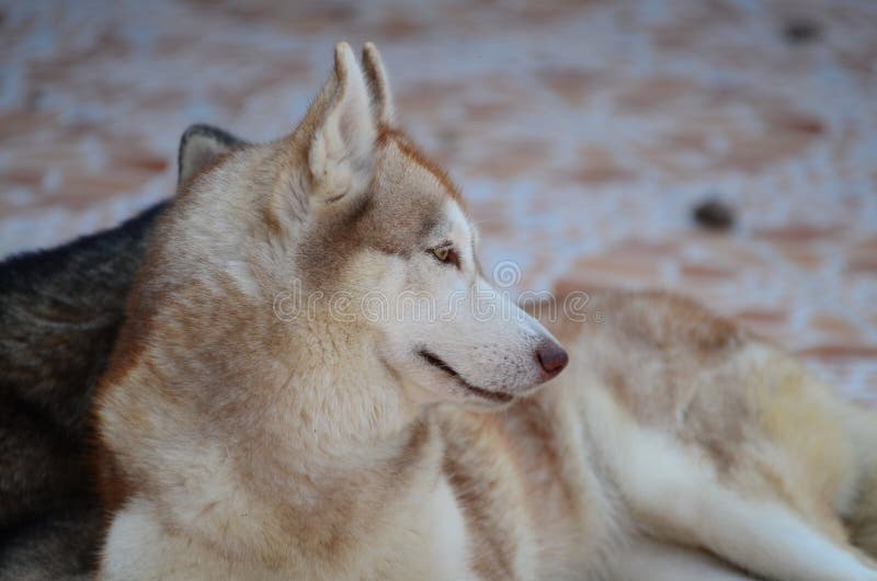 Se atrapa el perro lindo imagen de archivo. Imagen de lindo - 108654909