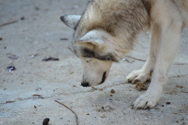 Se atrapa el perro lindo foto de archivo. Imagen de concepto - 108654942