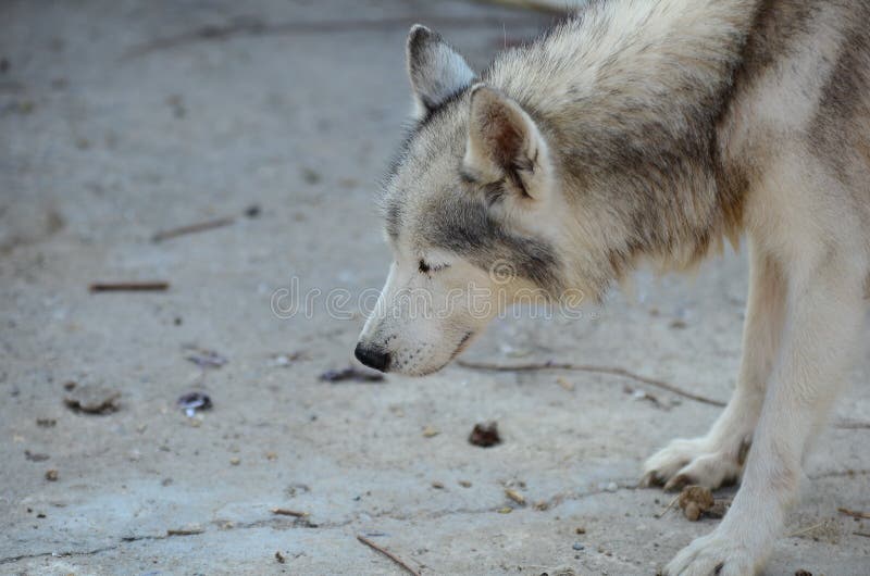 Se atrapa el perro lindo imagen de archivo. Imagen de concepto - 108654973