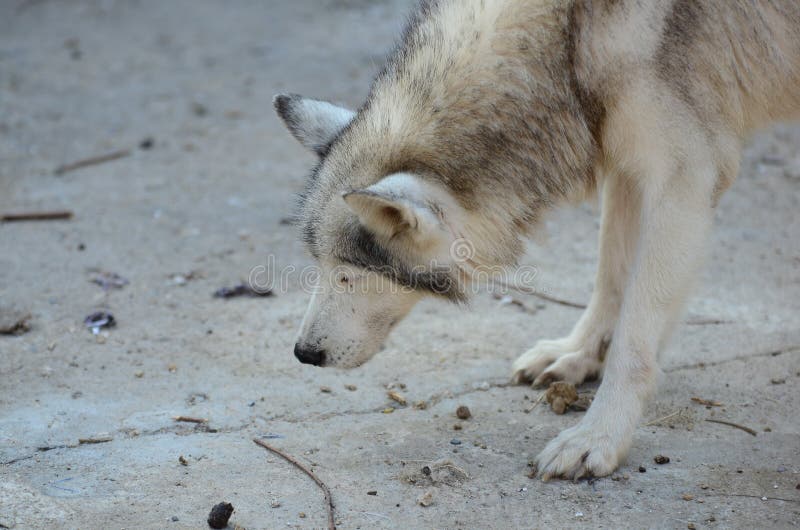 Se atrapa el perro lindo imagen de archivo. Imagen de canino - 108655017