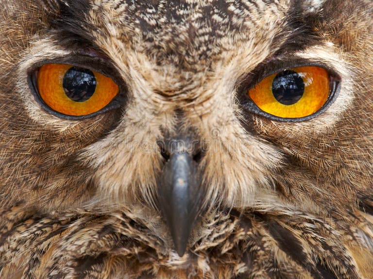 Se owlen fotografering för bildbyråer. Bild av fjädrar - 3606625