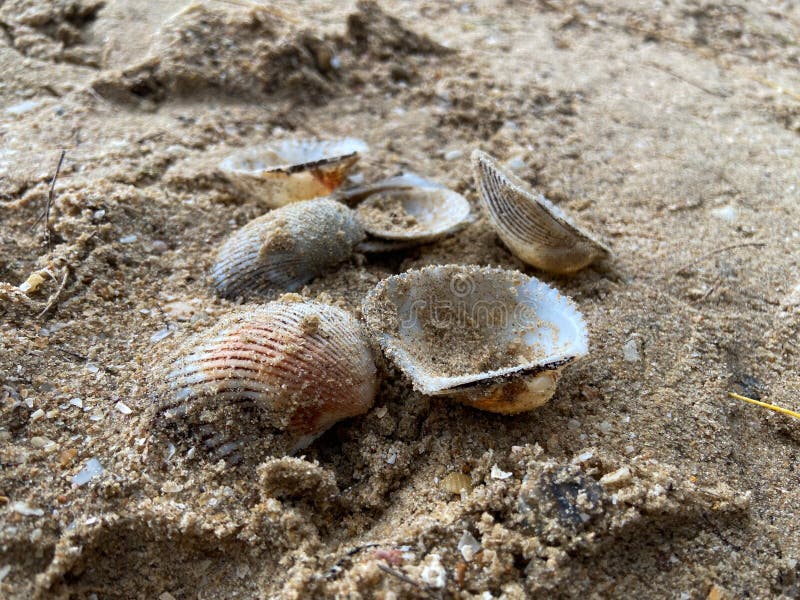 Sea Shells on the Sand on the Beach in Various Shapes Stock Photo ...