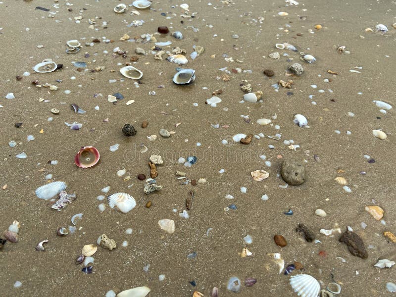 Sea Shells on the Sand on the Beach in Various Shapes Stock Image ...